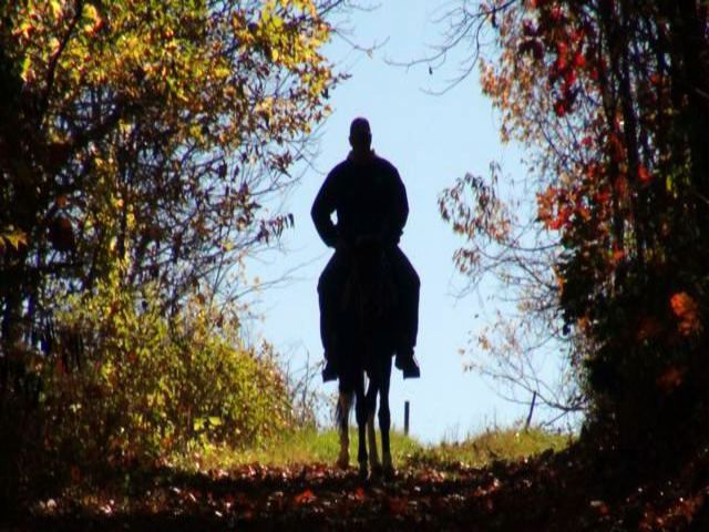 Gaited Mules @ Missouri Mule Company | Trained Trail Mules